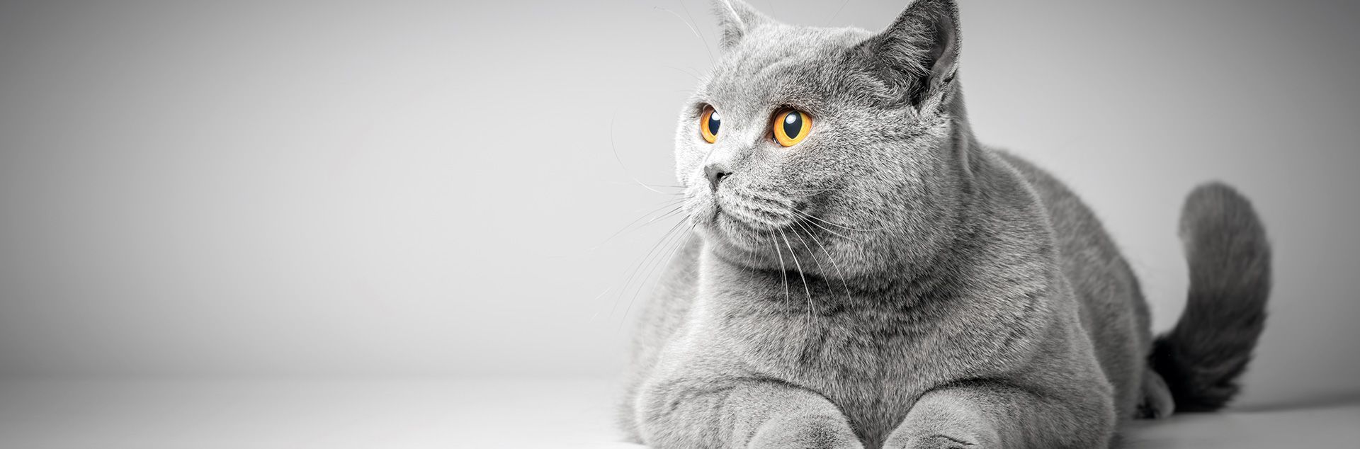 Best for your cat and your suggestions - Felin